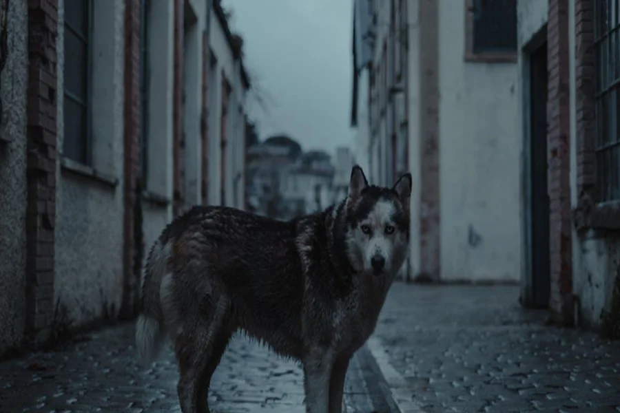 Old Dog, New Tricks: Idioms That Reflect Canine Longevity